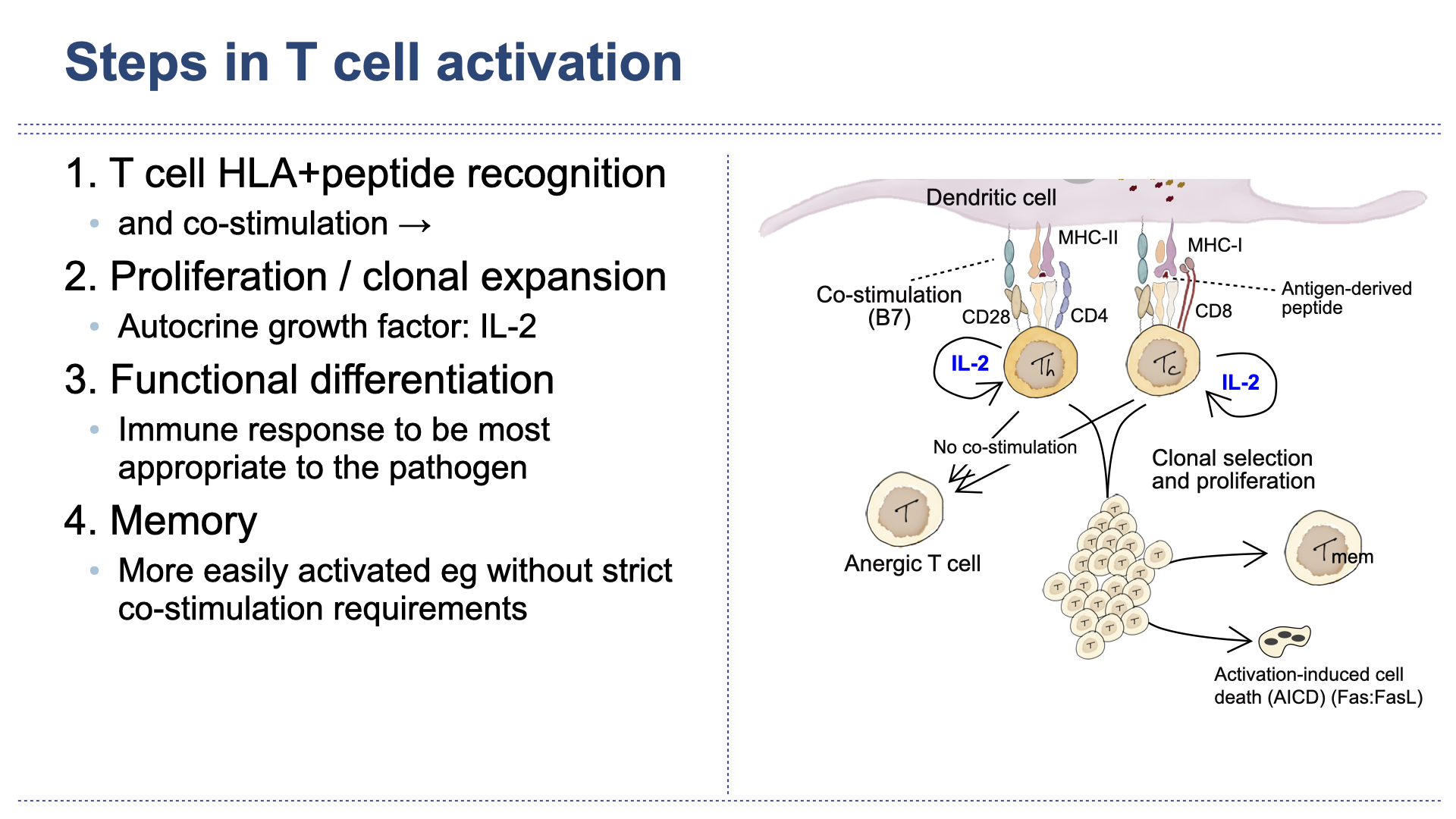 Immunology For Basic Physician Trainees
