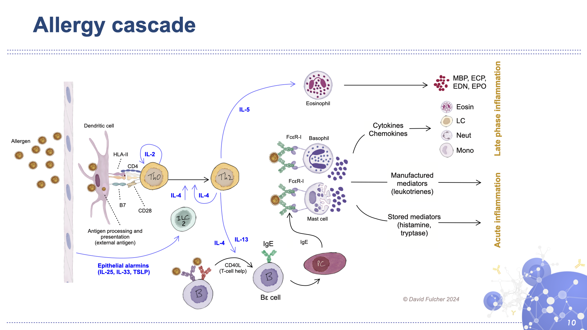 Immunology For Basic Physician Trainees